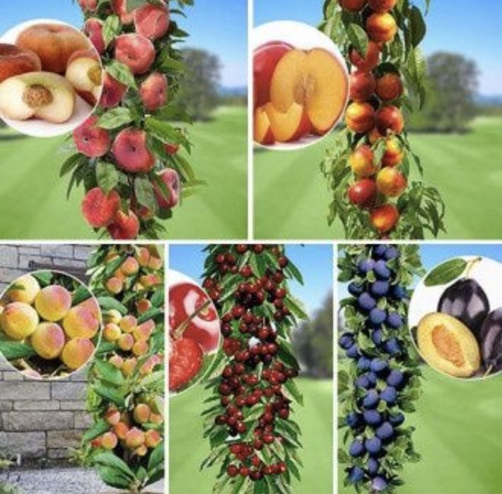 Pomi columnari altoiți Cluj-Napoca • OLX.ro