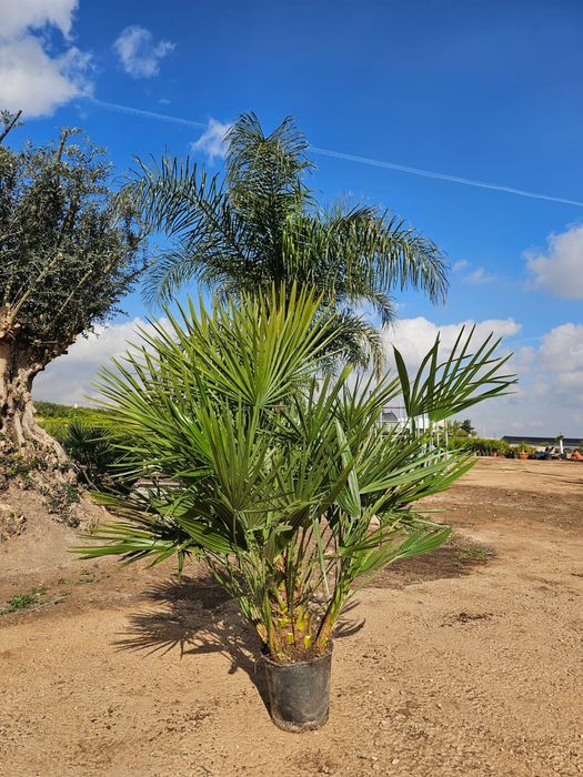 Palmieri,măslini seculari yucca rostrata Voluntari • OLX.ro