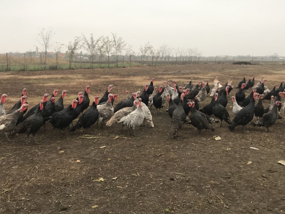 Curci si curcani Valcani • OLX.ro