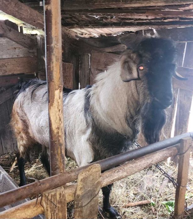 Vand tap anglo nubian si caprita Ipotesti • OLX.ro