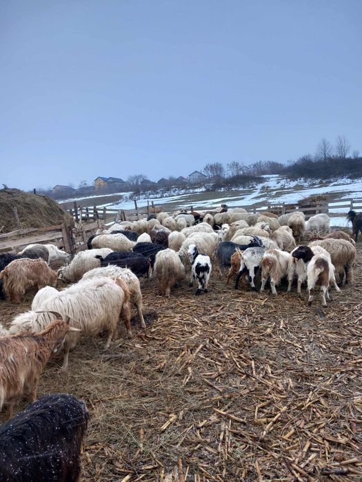 Vând oi 100de bucăți 500bucata și capre 100 de bucăți Mironeasa • OLX.ro