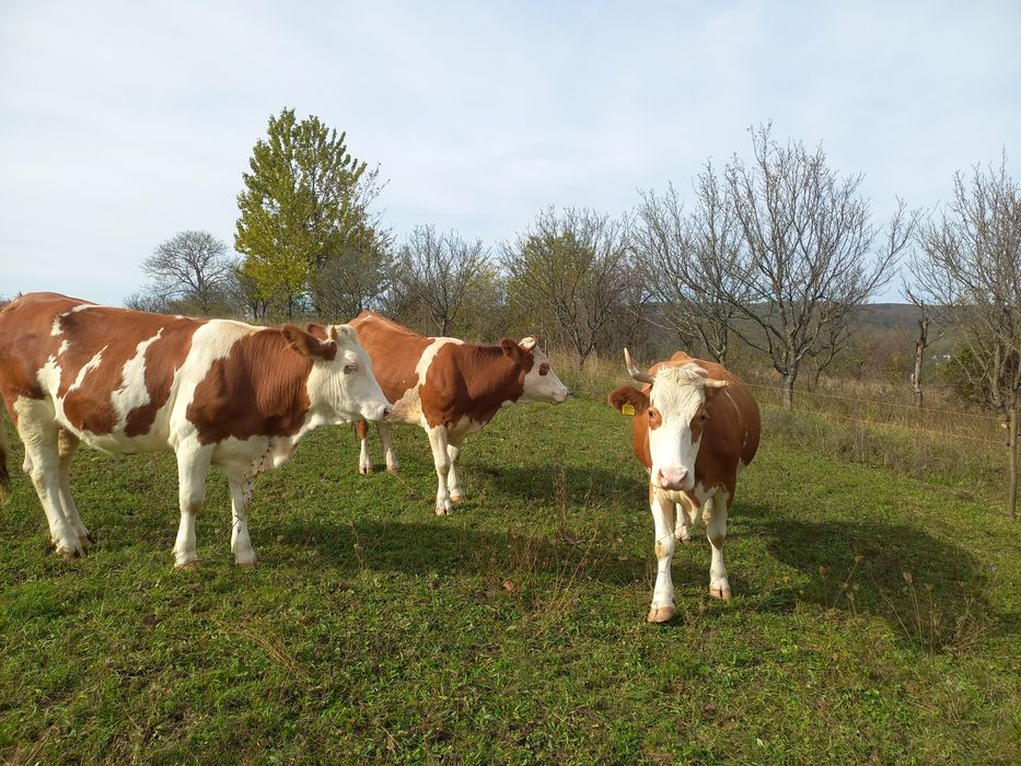 Vînd doua Vaci cu lapte+un vițel mare (la pachet) Fericea • OLX.ro