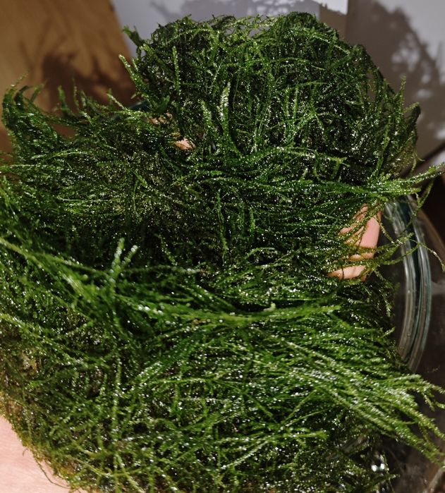 Donez câteva plante de acvariu și moss Bistrita • OLX.ro
