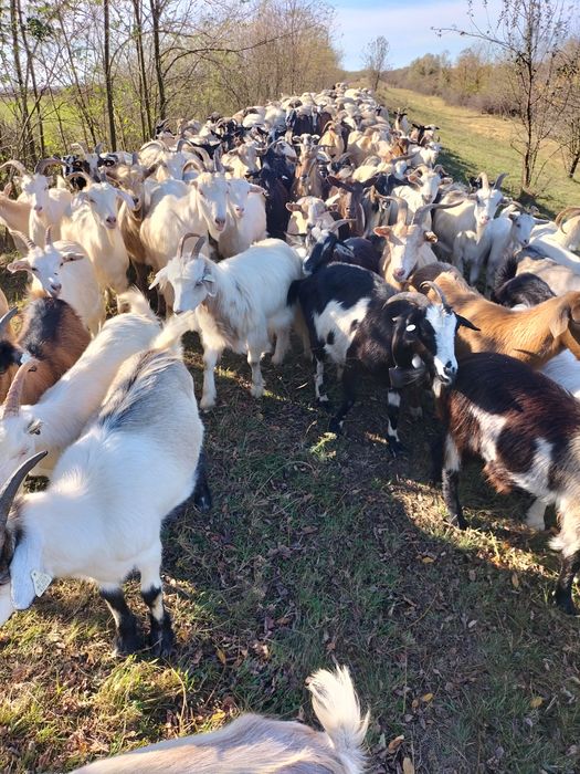 Disponibil 40 capre Timisoara • OLX.ro