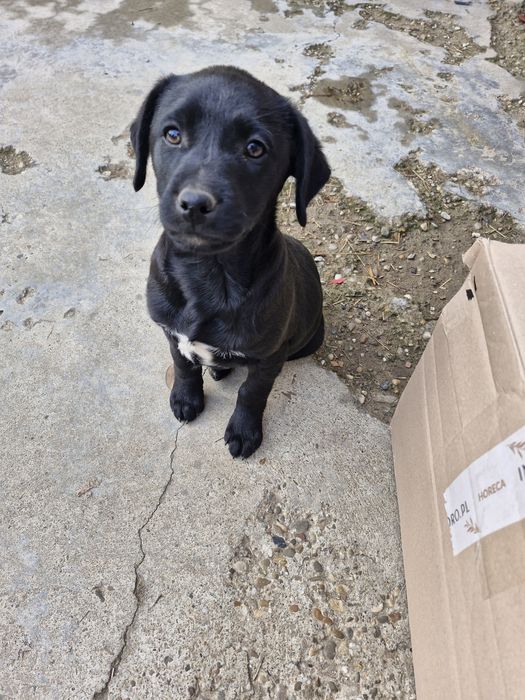 Pui teckel metis 4 luni Sarbi • OLX.ro