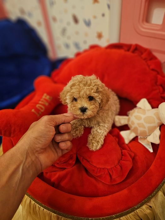 Maltipoo teacup, mini toy Satu Nou • OLX.ro
