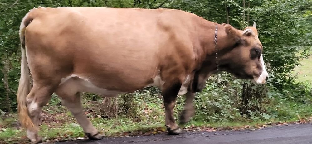 Vând vaci Balțată Românească Madrigesti • OLX.ro