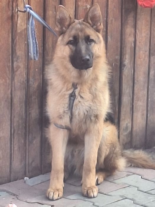 Donez Mascul Ciobănesc german Budacu de Jos • OLX.ro