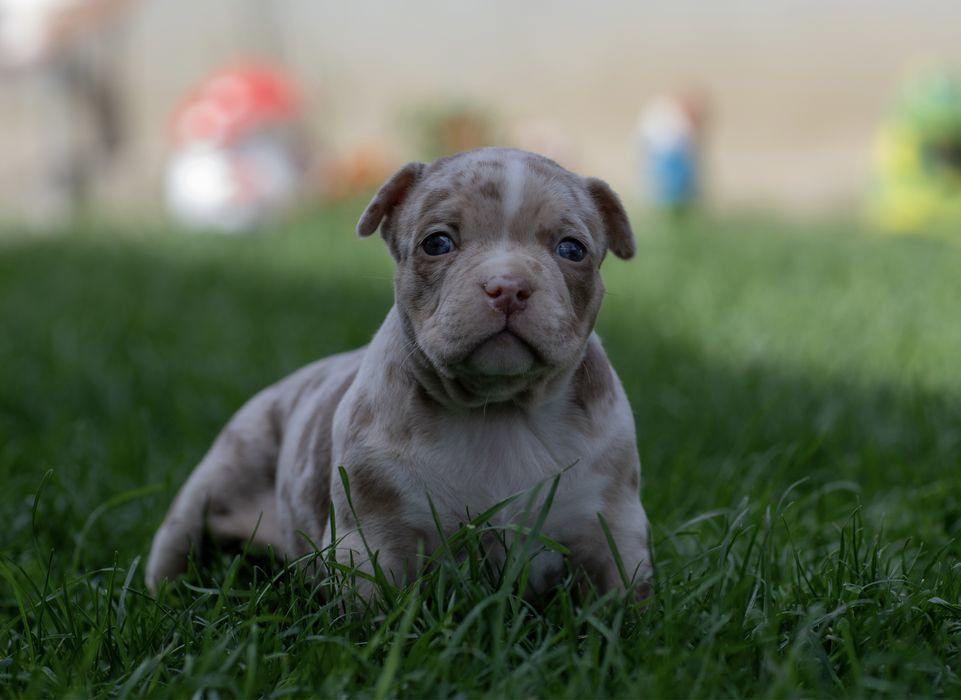 American Bully ABKC Ilfov Chitila • OLX.ro