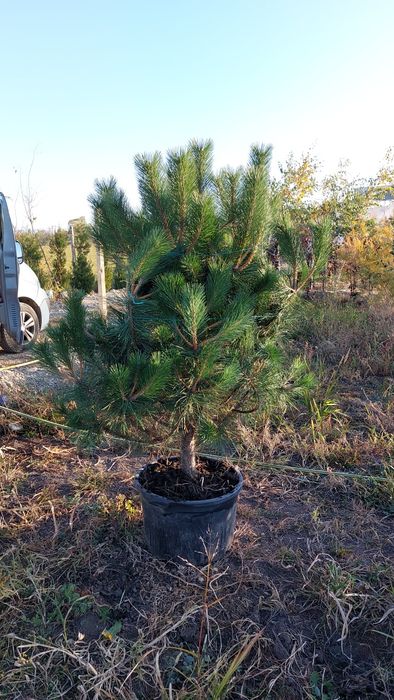Pinus nigra Pin negru Pini pentru gradini Fantanele • OLX.ro