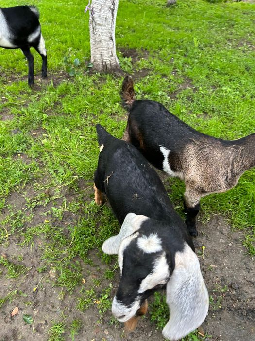 Iedute tapi si capre Anglo nubian Boita • OLX.ro