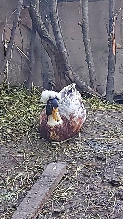 Oua de rata motata pentru incubat. Bucuresti Sectorul 5 • OLX.ro