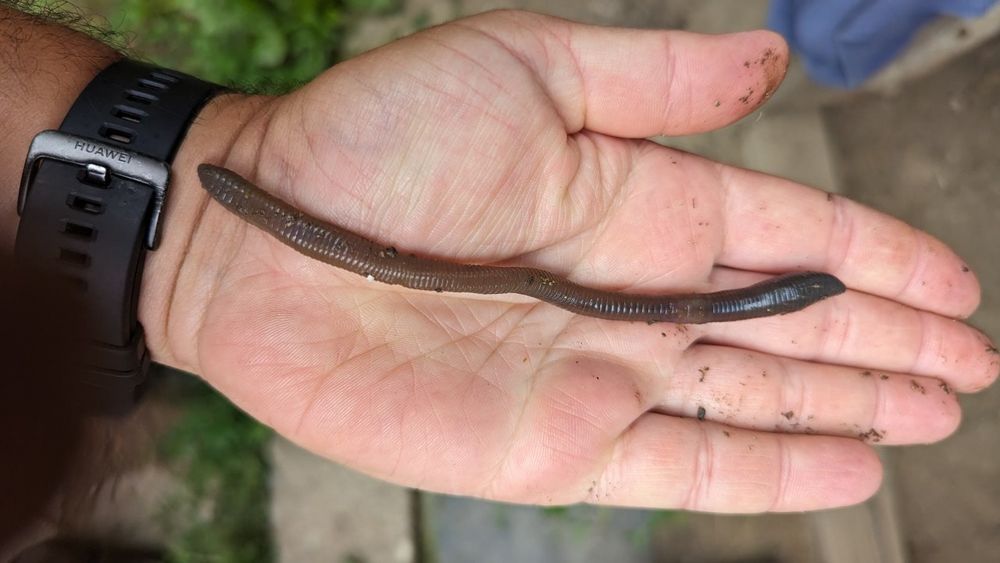 Vând râme groase negre roșii de gradina pentru pescuit la clonc somn ...