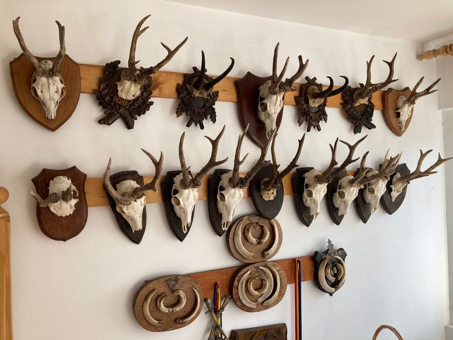 Coarne de caprior; coarne de capra neagra; trofee de pus pe perete ...