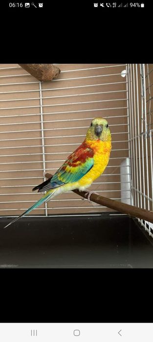 Micul Alexander și Papagali cantatori Popoveni • OLX.ro