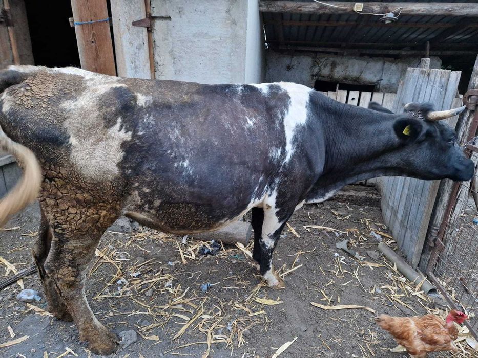 Vaca tanara de vanzare Slobozia Corni • OLX.ro