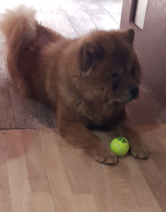 Donez femela chow chow maro Arad • OLX.ro