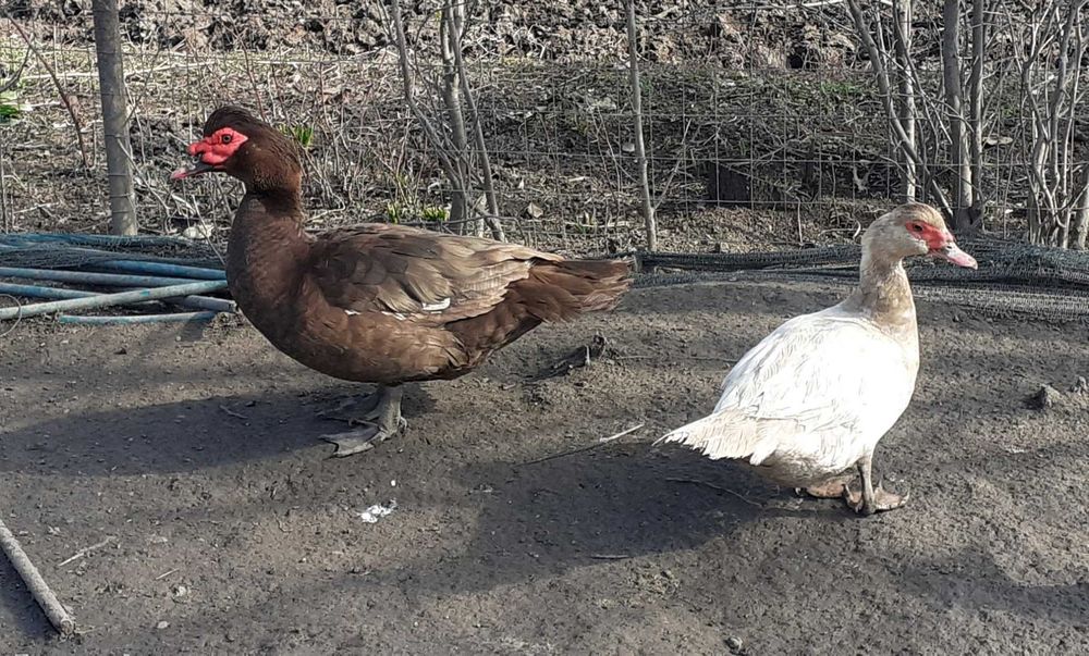 Oua rata leseasca culori deosebite - ciocolatie albastre crem negru ...