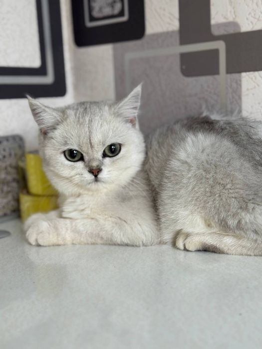 Mushik/кот/котёнок/шиншилла/chinchilla//mushuk/порода/shinshilla: 900 ...