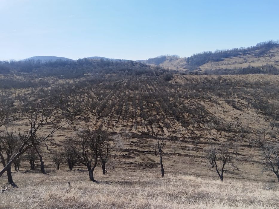 Livada de vanzare 110 ha Targu-Mures • OLX.ro