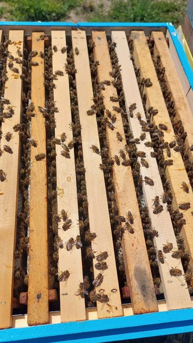 Matci buckfast vsh carnica carpatina familii albine stupi roiuri roi ...