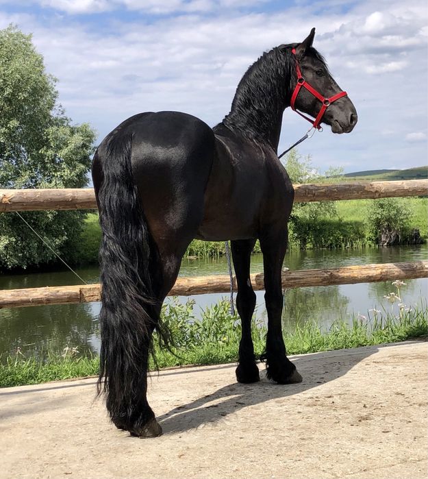 Friesieni Frizieni echitatie calarie Brasov • OLX.ro