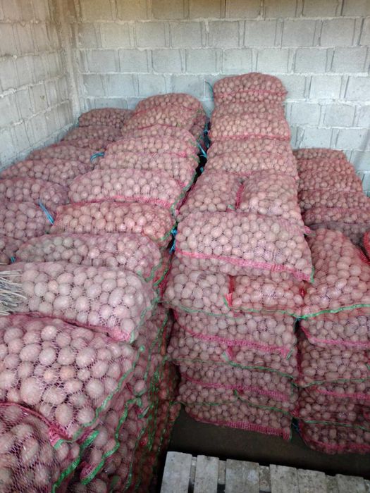 De vanzare seminte cartof Belarosa Lunga • OLX.ro