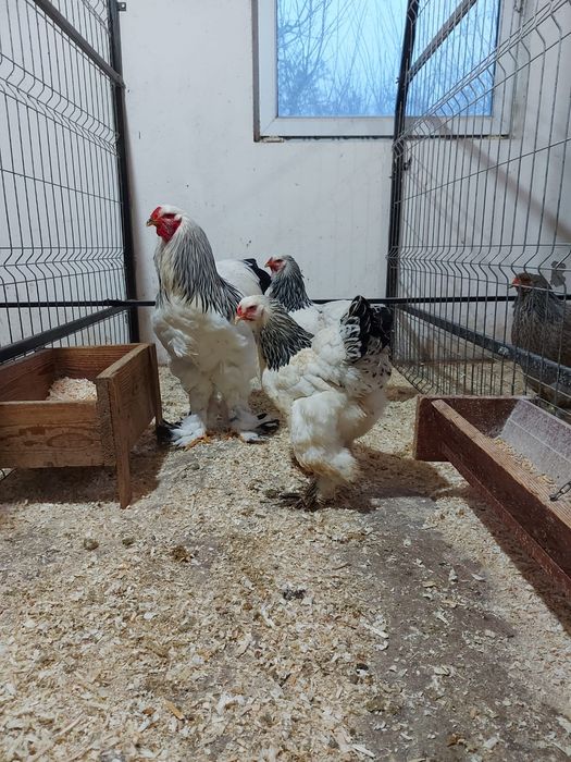 Oua incubat Brahma Oradea • OLX.ro