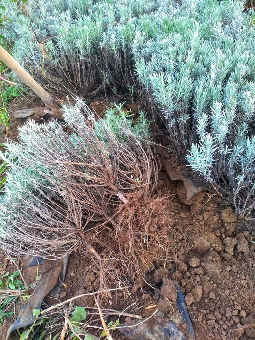 Lavanda tufe IASI, PASCANI Pascani • OLX.ro