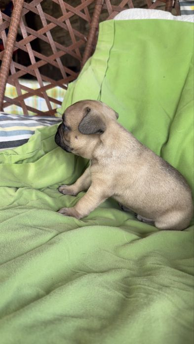 Френски булдог гр. София Люлин 10 • OLX.bg