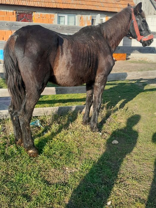 Cal de 7 ani merge foarte bine la căruță și în 1 și în 2 Livada de ...