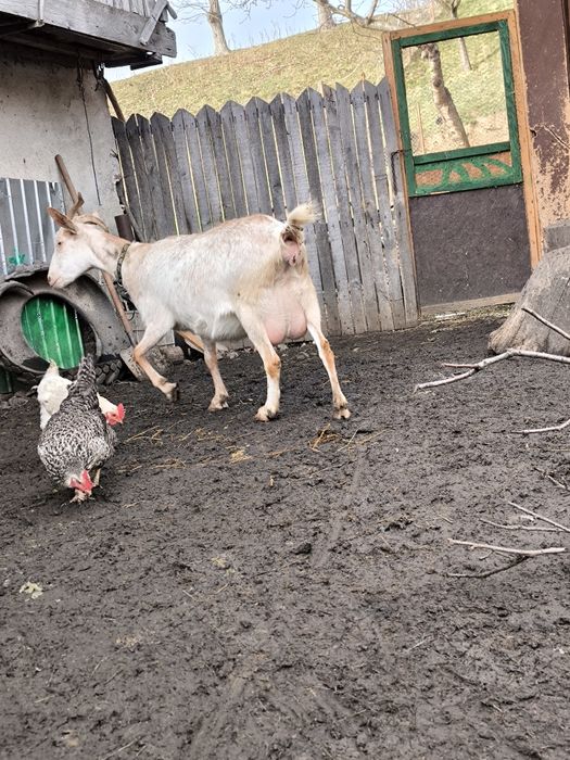 Vând capra metis alpina franceza Mioveni • OLX.ro