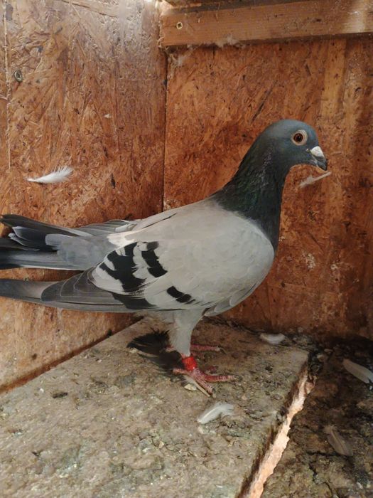 Porumbei fond Maraton Ramnicu Valcea • OLX.ro