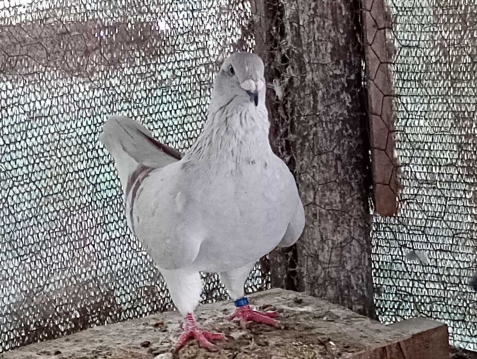 Porumbei standard 2022-2024 Focsani • OLX.ro