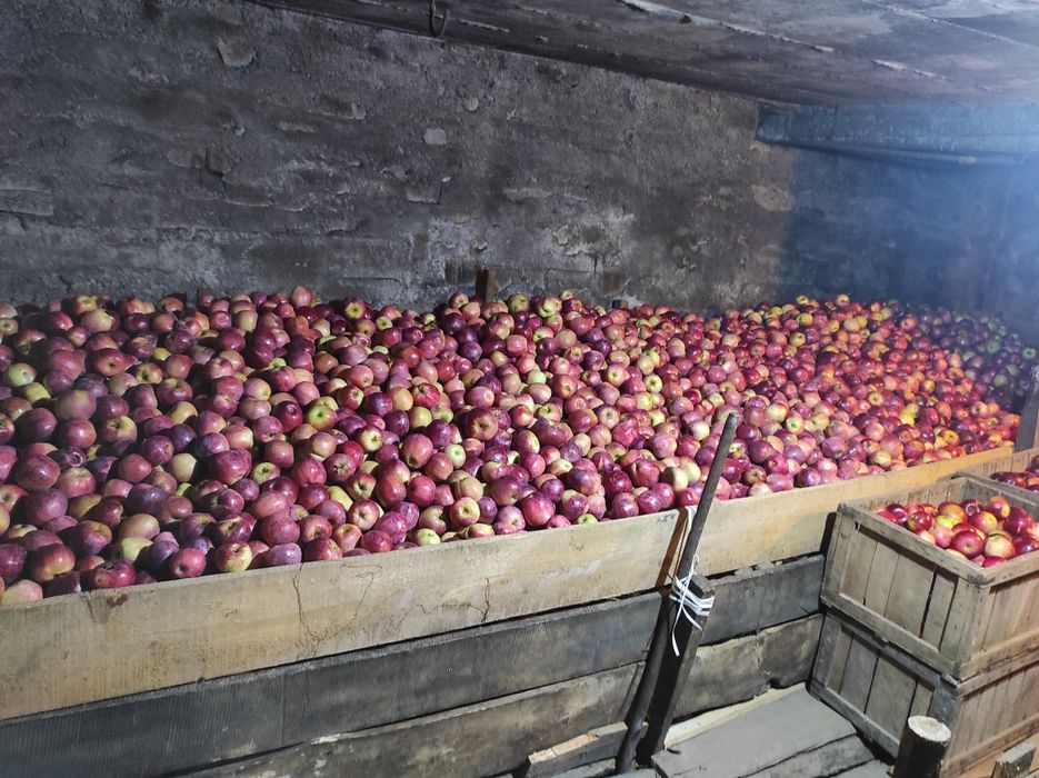 Vând mere de suc și țuică și pere de industrie comuna Boteni Boteni ...