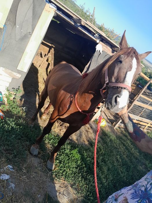 Cal de vanzare cu tot cu căruță Buchila • OLX.ro