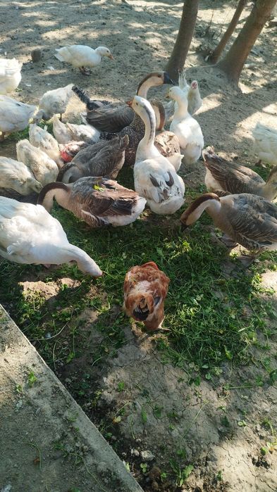 Se vinde 3 gâște si 1 gascan Cucuteni • OLX.ro