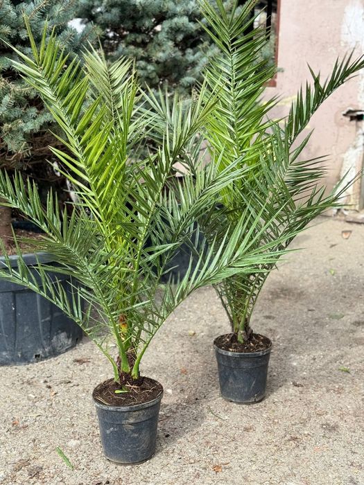 Vand palmieri Phoenix, Cycas, Trachycarpus Fortunei, Chamaerops excec ...