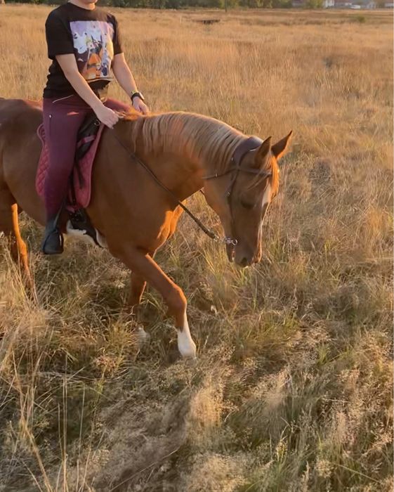 Cal pur sange arab pentru anduranță Satu Nou de Jos • OLX.ro