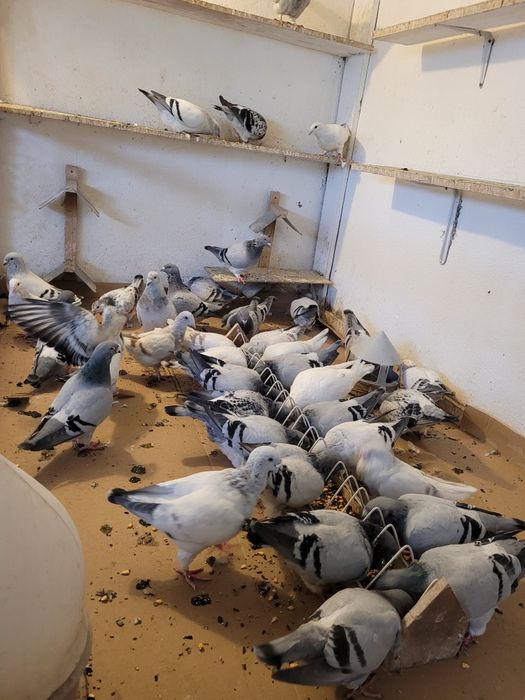 Porumbei standard voiajori Bucuresti Sectorul 1 • OLX.ro