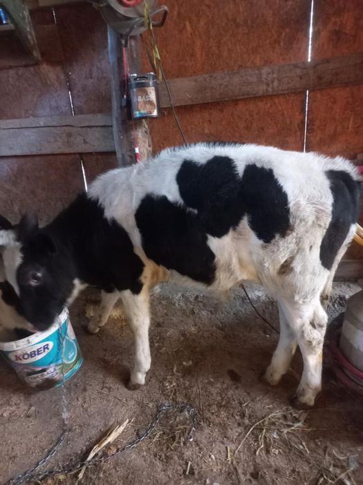 Se vinde vitel si vaca Racoviteni • OLX.ro