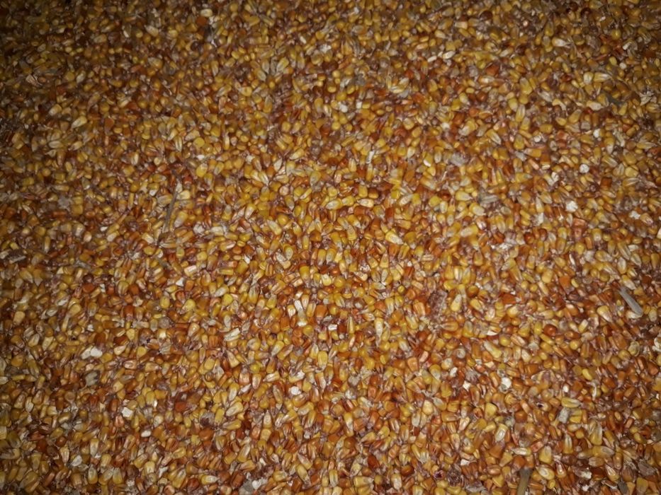 Porumb boabe recolta 2024 Craciunelu de Jos • OLX.ro