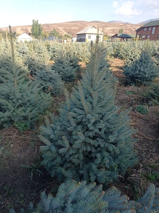 Galiboyyel yel oq archa: 9 999 сум - Сад / огород Самарканд на Olx