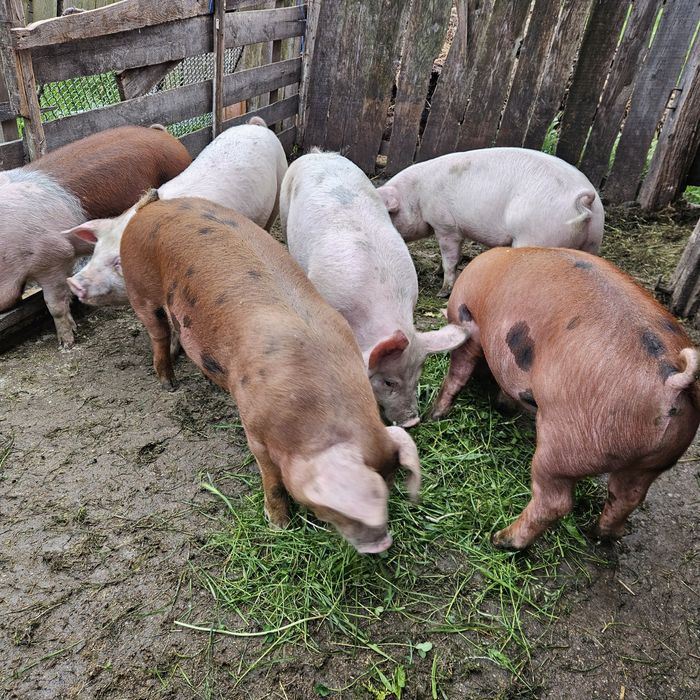 Caut stapan Bucerdea Granoasa Alba Bucerdea Granoasa • OLX.ro