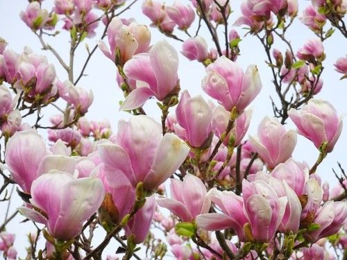 Magnolia soulangeana roz alba mov Susan Domnesti • OLX.ro