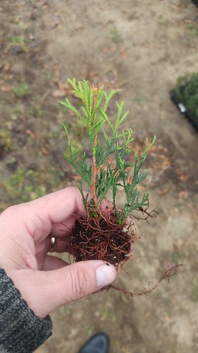 Tuia smaragd rasad la alveola de 144 plante Rastoaca • OLX.ro