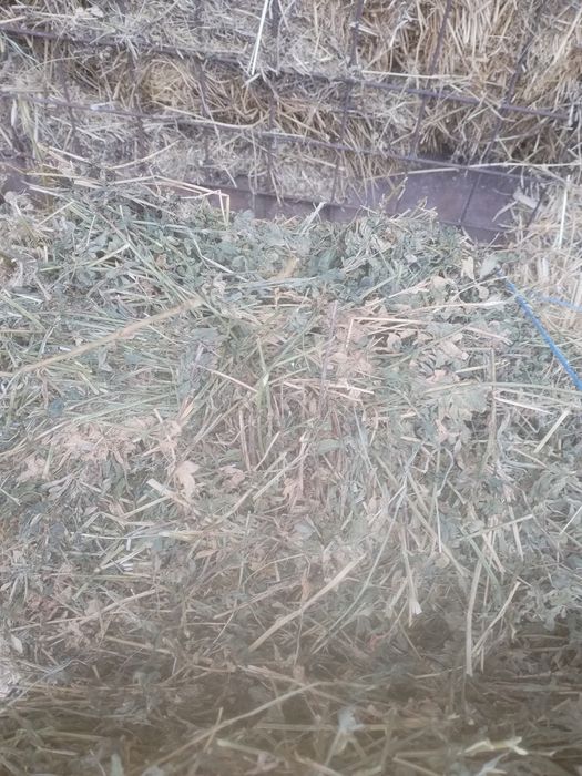 Vand baloti de lucerna.fan .paie Costieni • OLX.ro