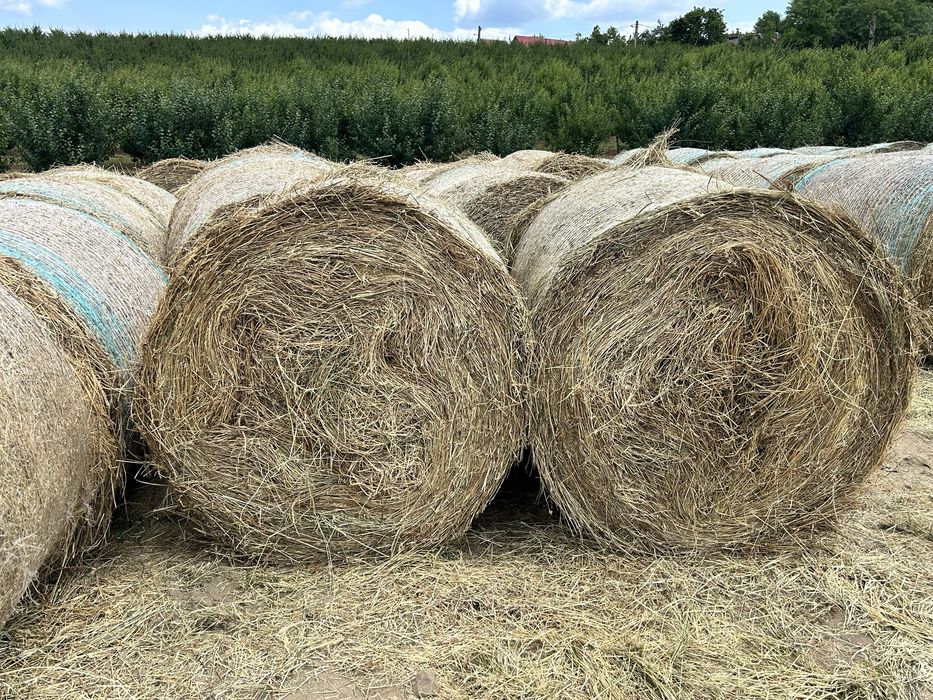 Baloti lucerna !!! Randul 1 de coasa - pret si detalii in privat ...