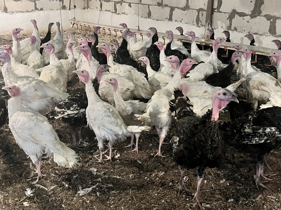 Curcani și curci românești Ploiesti • OLX.ro