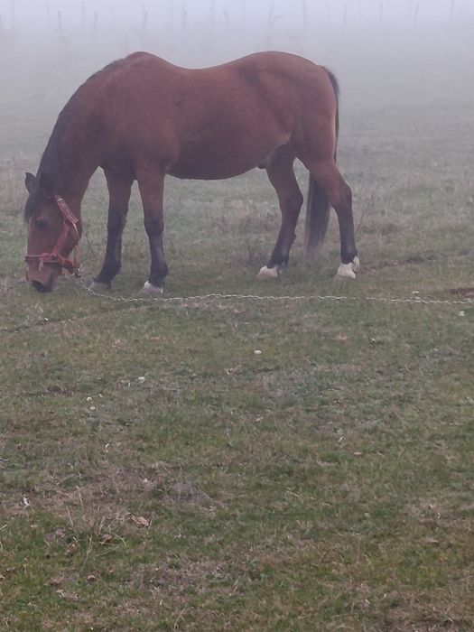 Cal de vanzare .. Rasova • OLX.ro